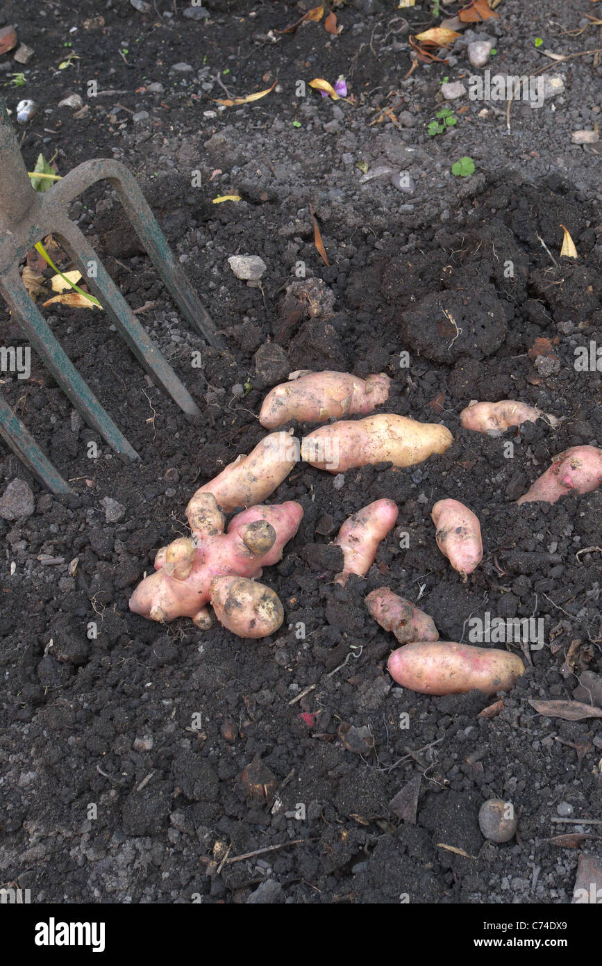 Freshly dug up or harvested New Potatoes (Pink Fur Apple Variety), UK ...