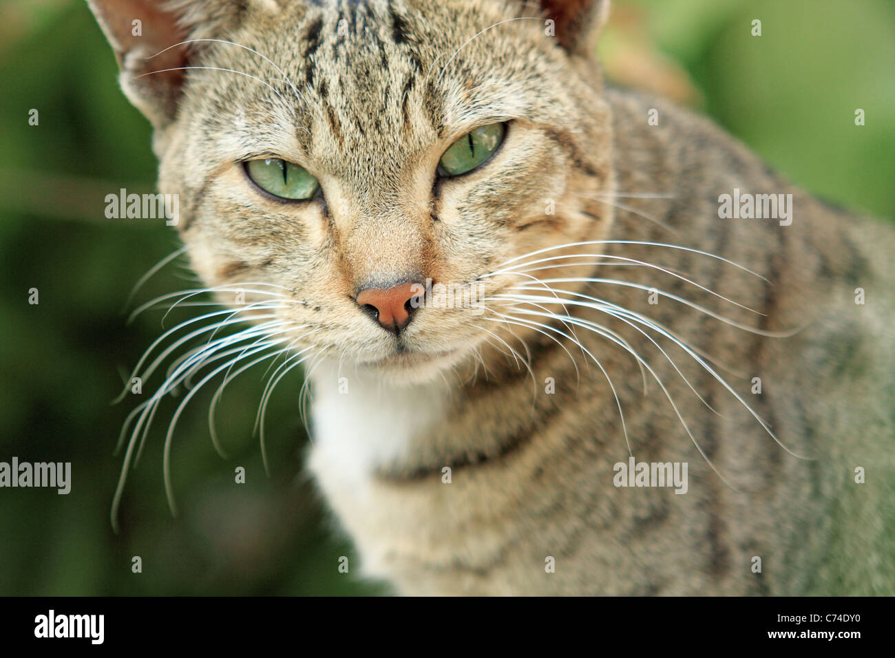 Cat laying looking into camera Stock Photo - Alamy