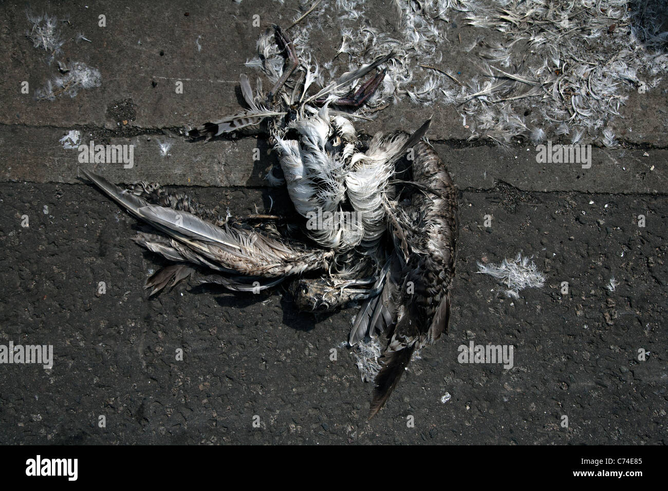 dead seabird in scotland Stock Photo - Alamy