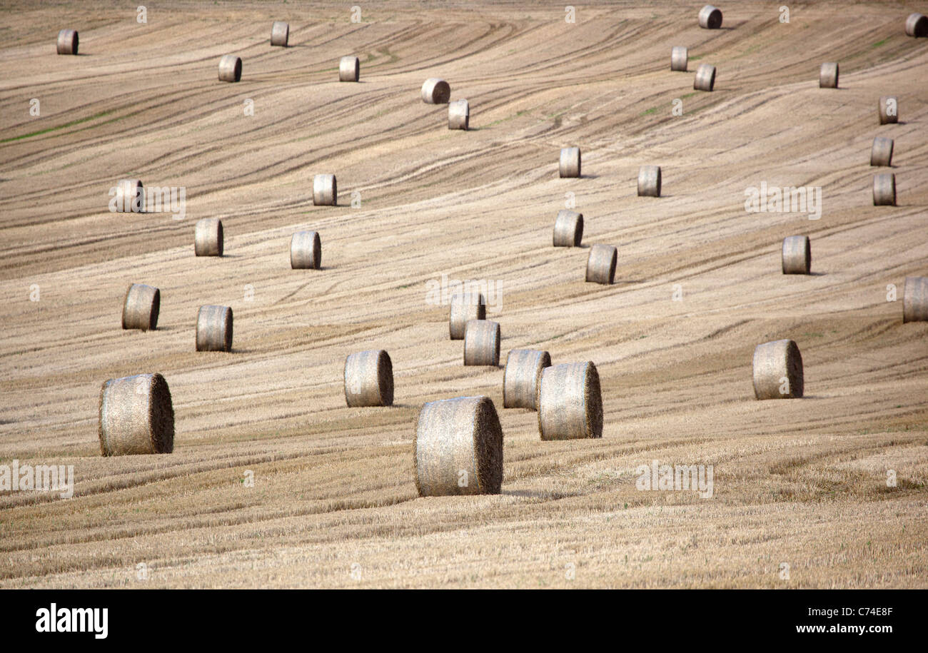Harvested Wheat Field with Round Bales or Wheels of Hay Stock Photo - Alamy