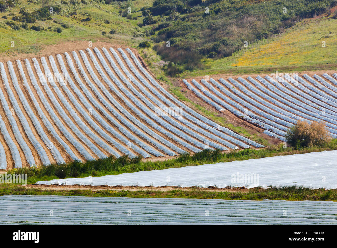 Crops being grown in plastic tunnels near Churriana, Malaga Province ...