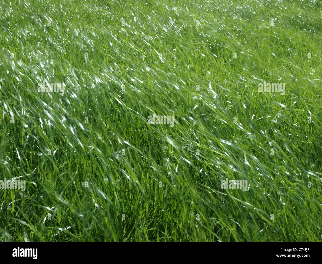 Rice grass detail hi-res stock photography and images - Alamy