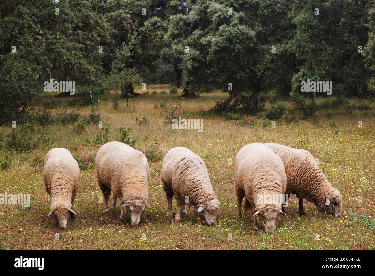 Spain sheep sheep hi-res stock photography and images - Alamy