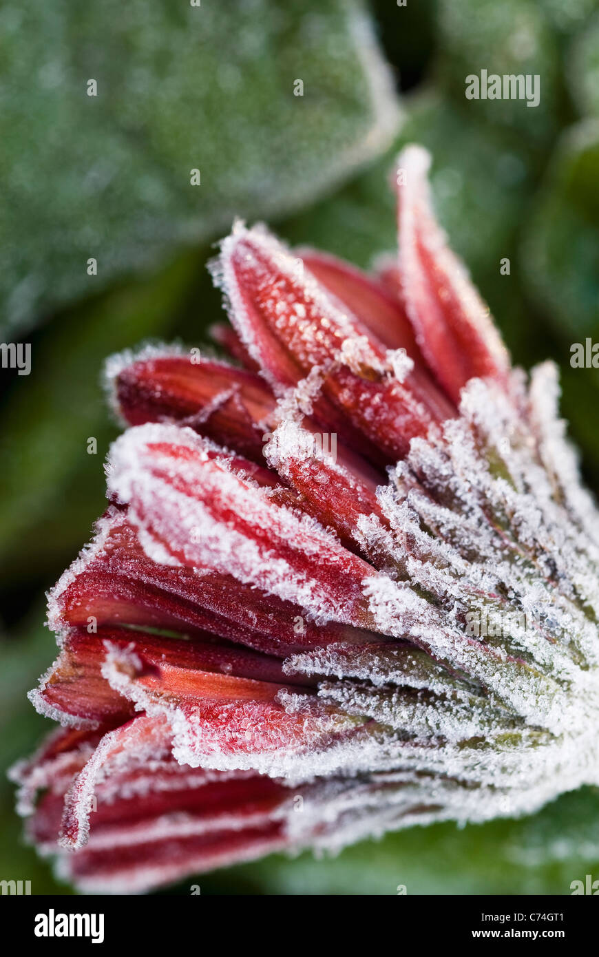 Annual flower frost hi-res stock photography and images - Alamy