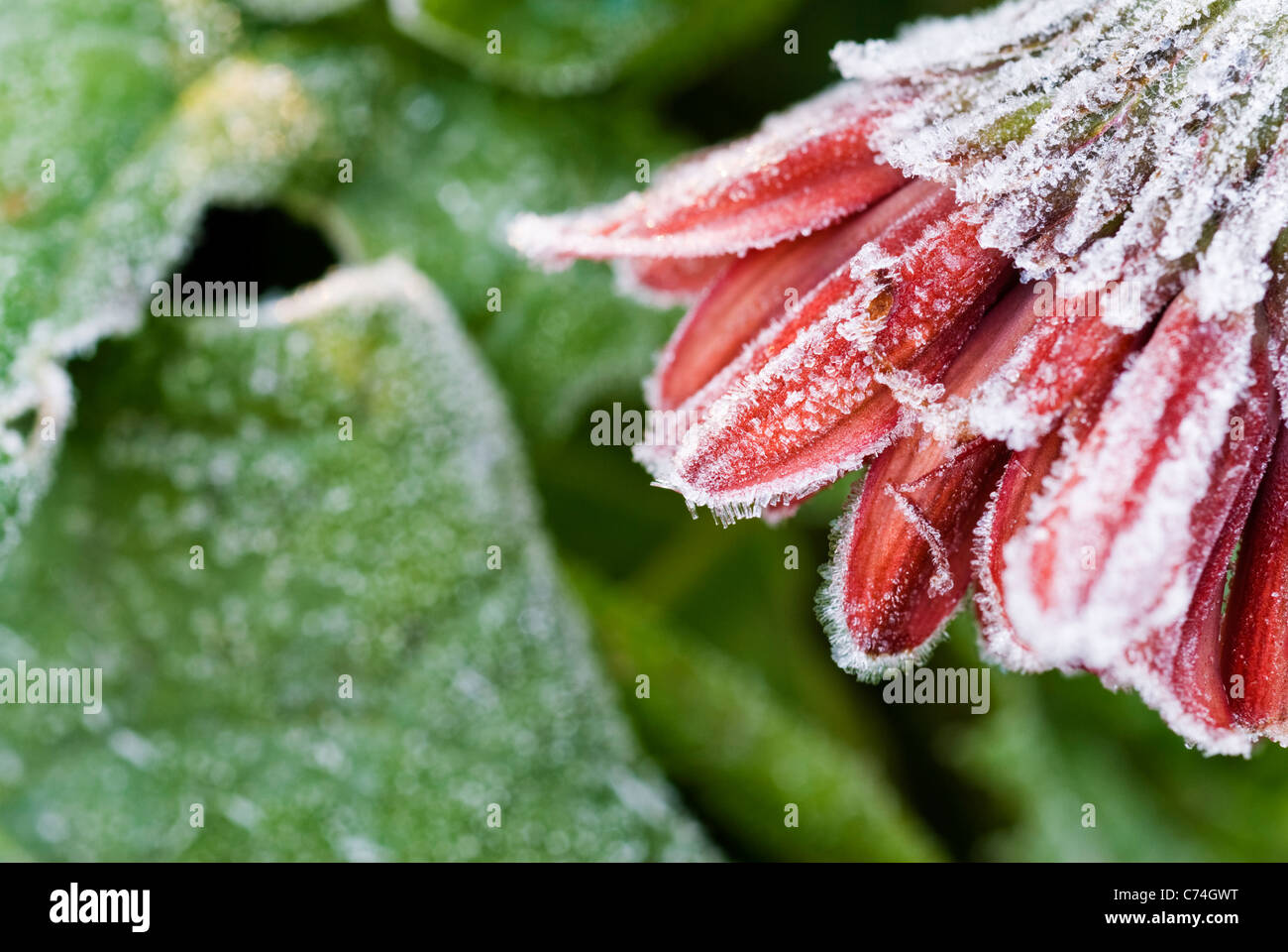 Frosty Pink Daisy Stock Photo - Alamy