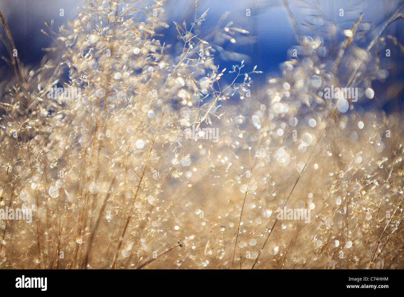 Sunlight glistens on the dew-covered grasses in Arthur's Pass, New ...