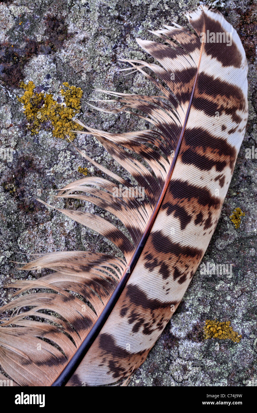 Pheasant feather hi-res stock photography and images - Alamy
