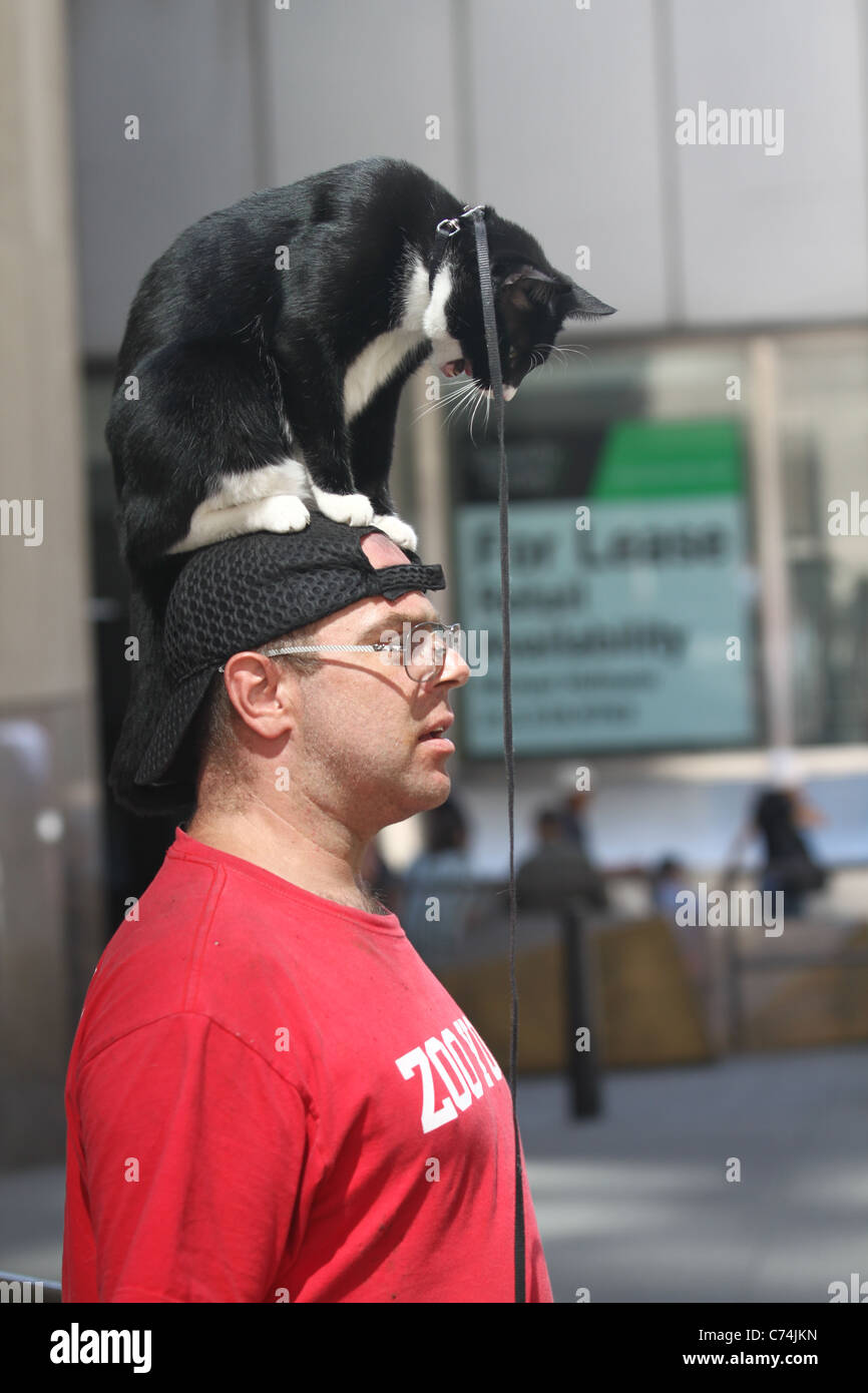 Adult man with black and white cat on his head Stock Photo - Alamy