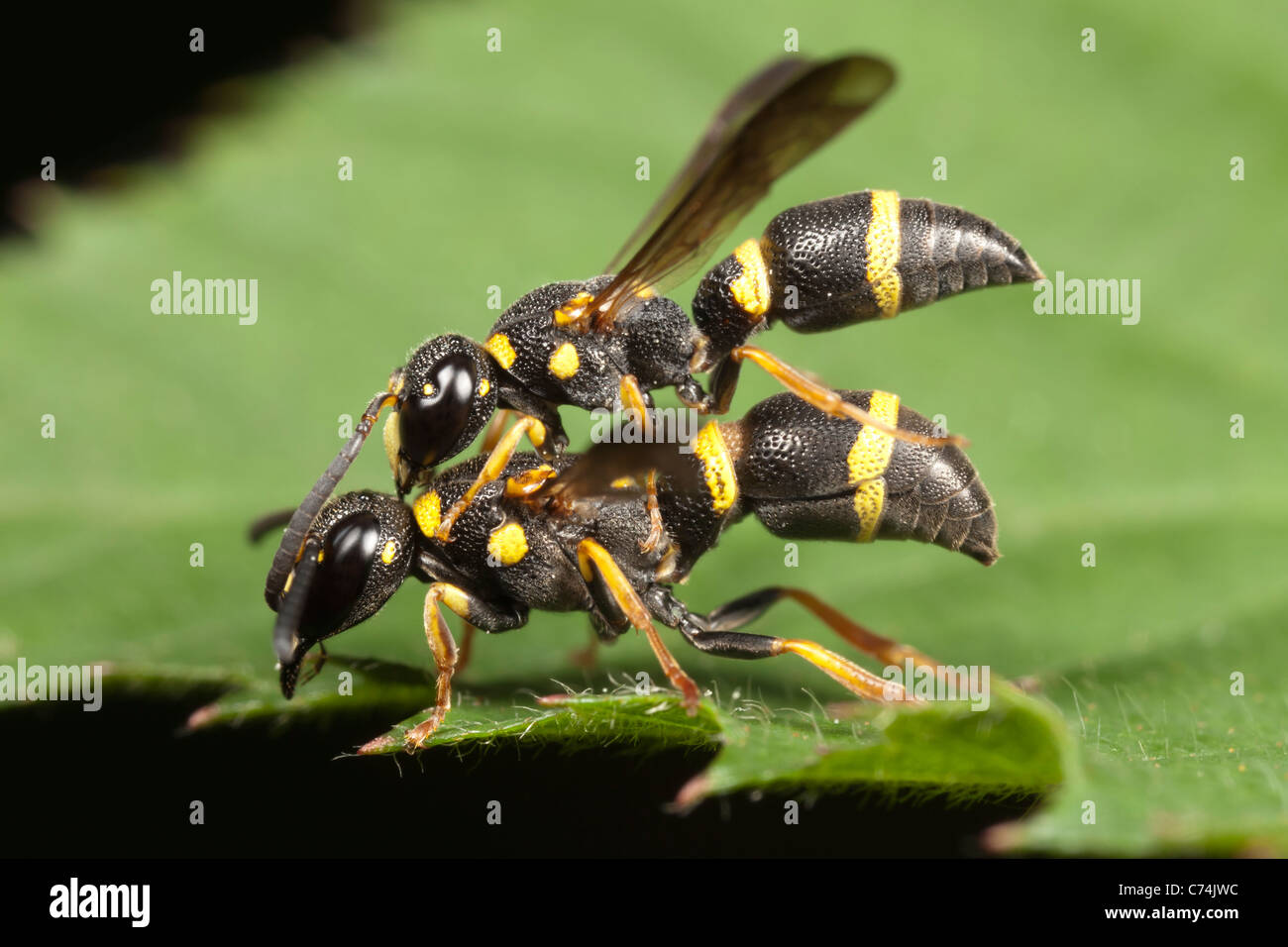 Potter Wasp Stock Photos & Potter Wasp Stock Images - Alamy