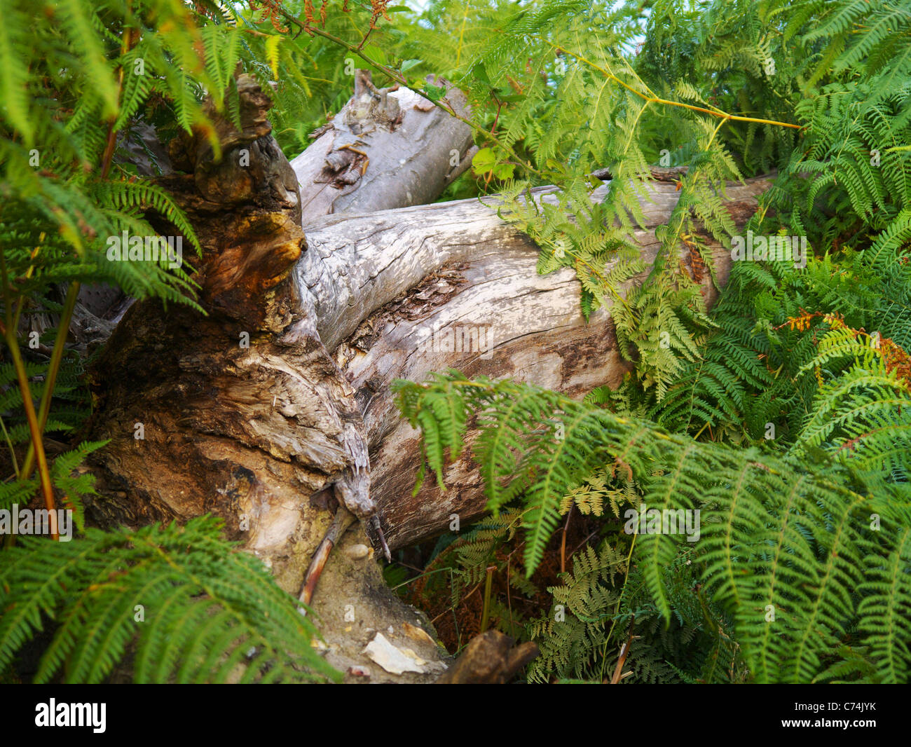 Rotten tree in ferns hi-res stock photography and images - Alamy