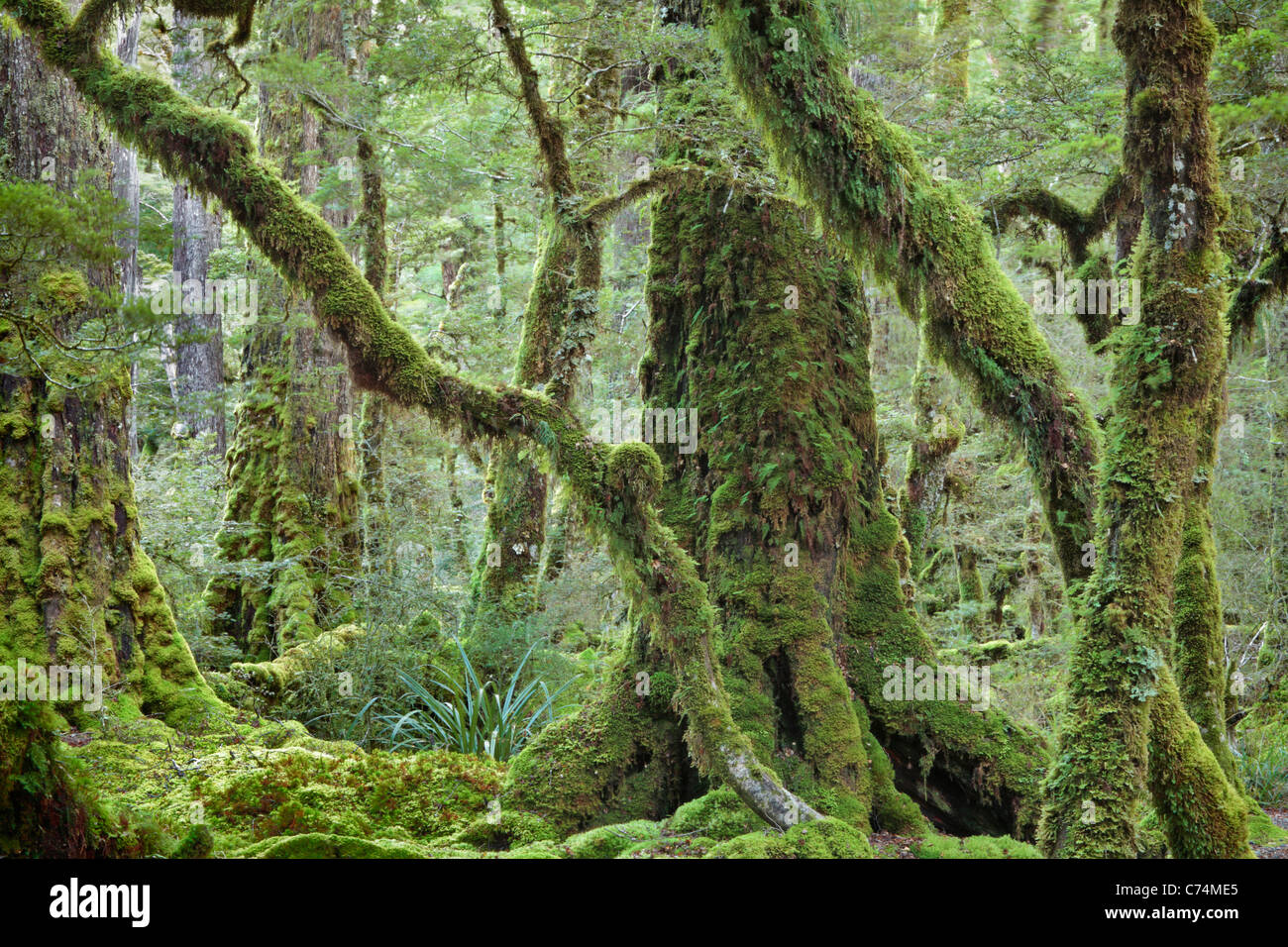 Classic moss-covered Beech forest along the shores of Lake Gunn on the ...