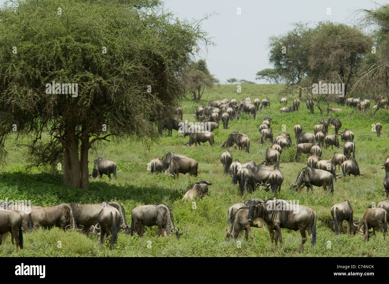 Serengeti wildebeest hi-res stock photography and images - Alamy