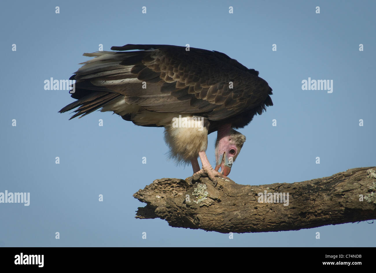 Vulture eating hi-res stock photography and images - Alamy