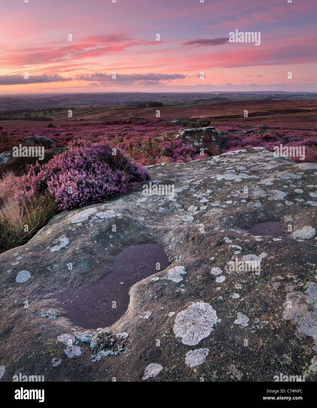 Early morning light on the brightly colored heather of High Crag Ridge ...