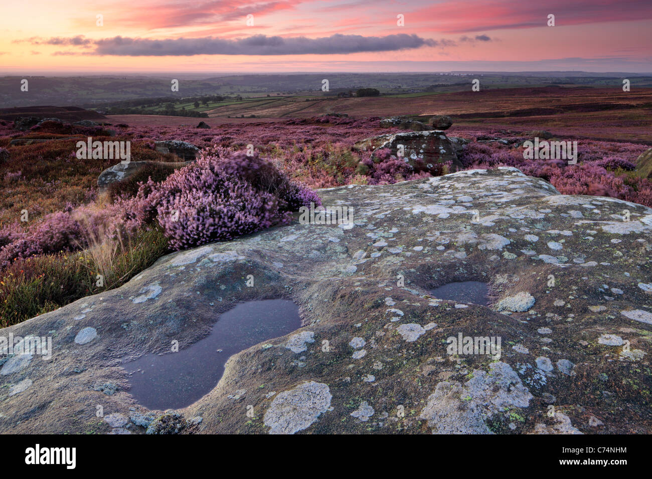 Early morning light on the brightly colored heather of High Crag Ridge ...