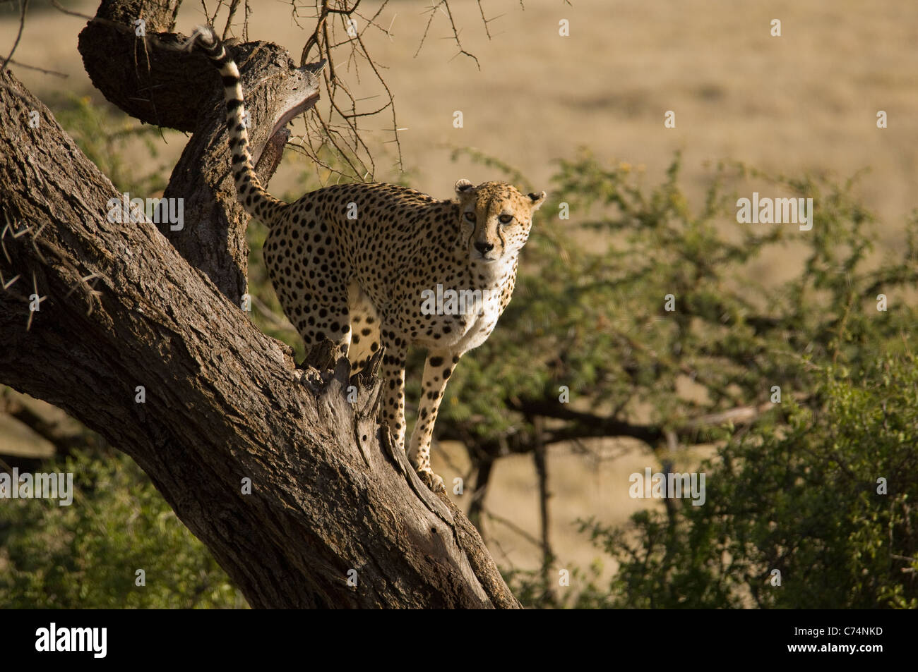 Cheetah in tree hi-res stock photography and images - Alamy