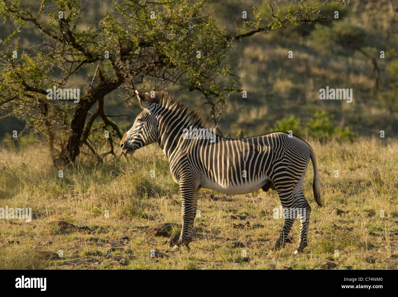 Africa, Kenya, Lewa Downs-Grevy's zebra standing Stock Photo - Alamy