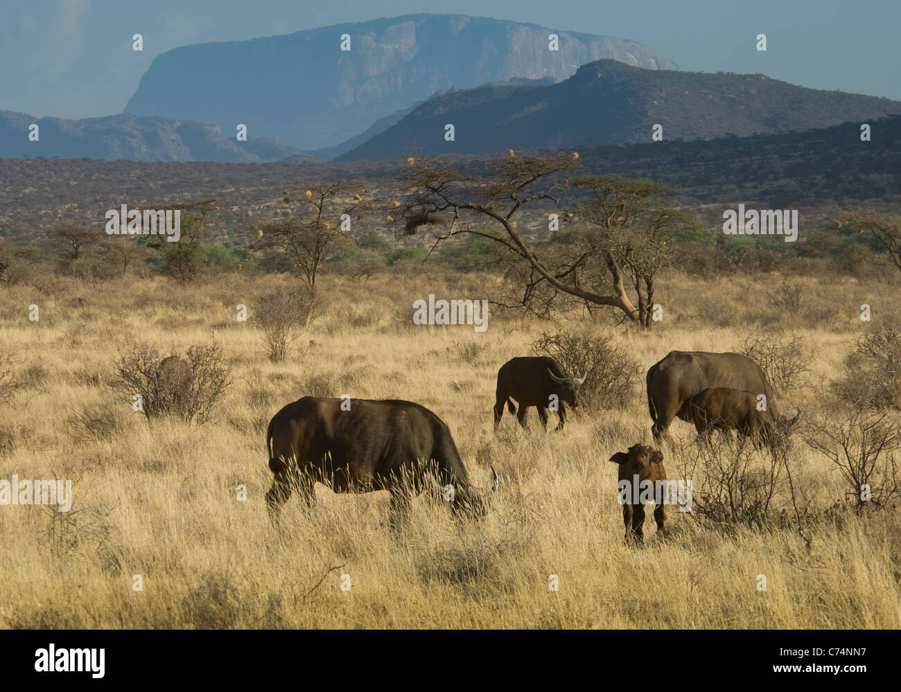 Africa, Kenya, Samburu-Cape buffalo grazing with Samburu's sacred ...