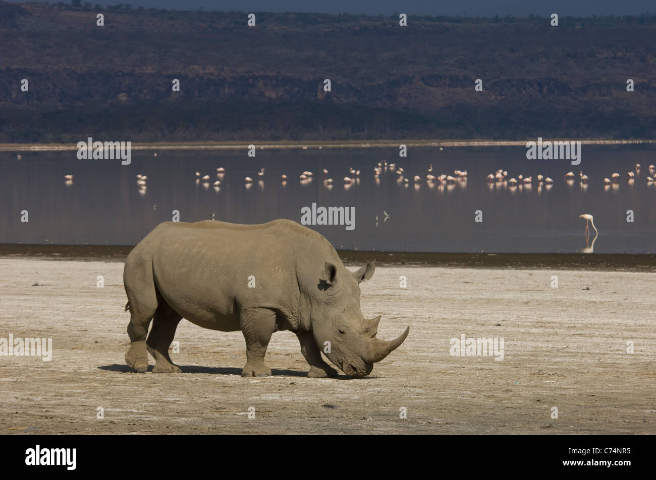 Rhino bird hi-res stock photography and images - Alamy