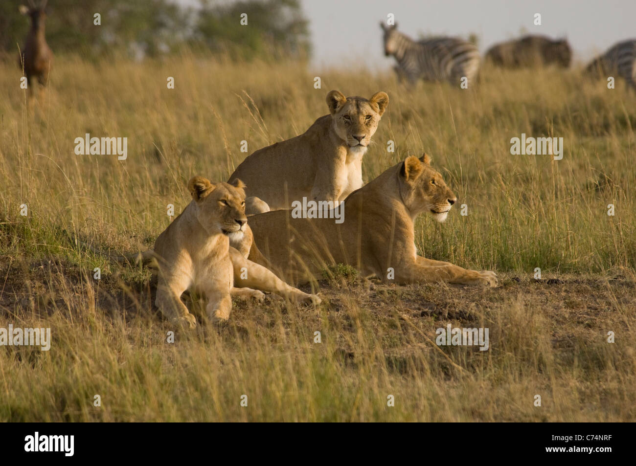Lion habitat hi-res stock photography and images - Alamy