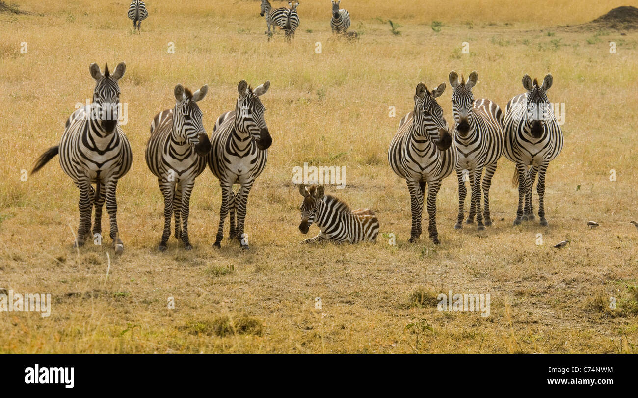Laying down zebra hi-res stock photography and images - Alamy