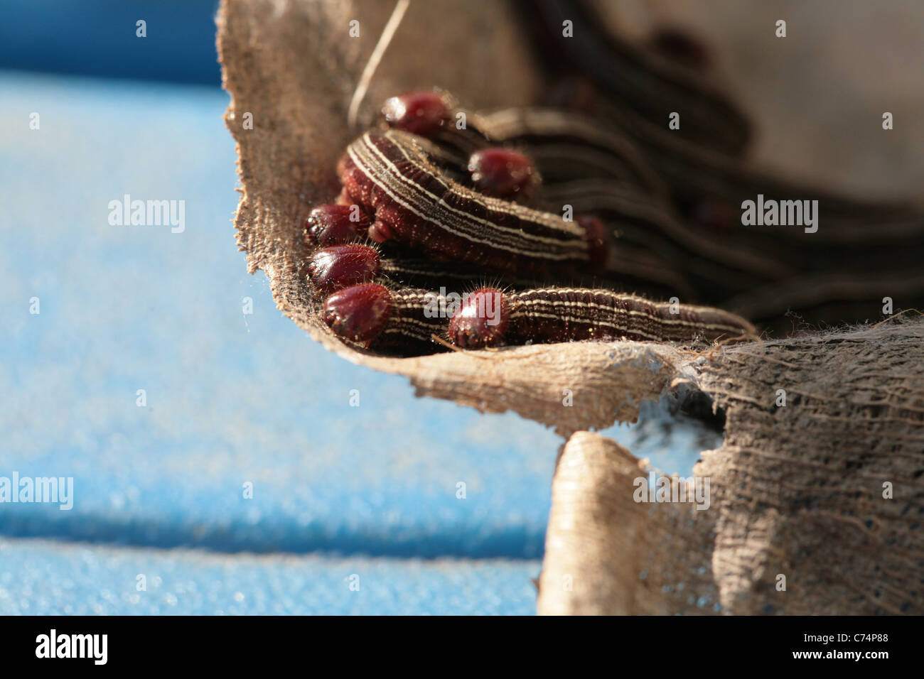 Larvae worms on a palm tree branch Stock Photo - Alamy