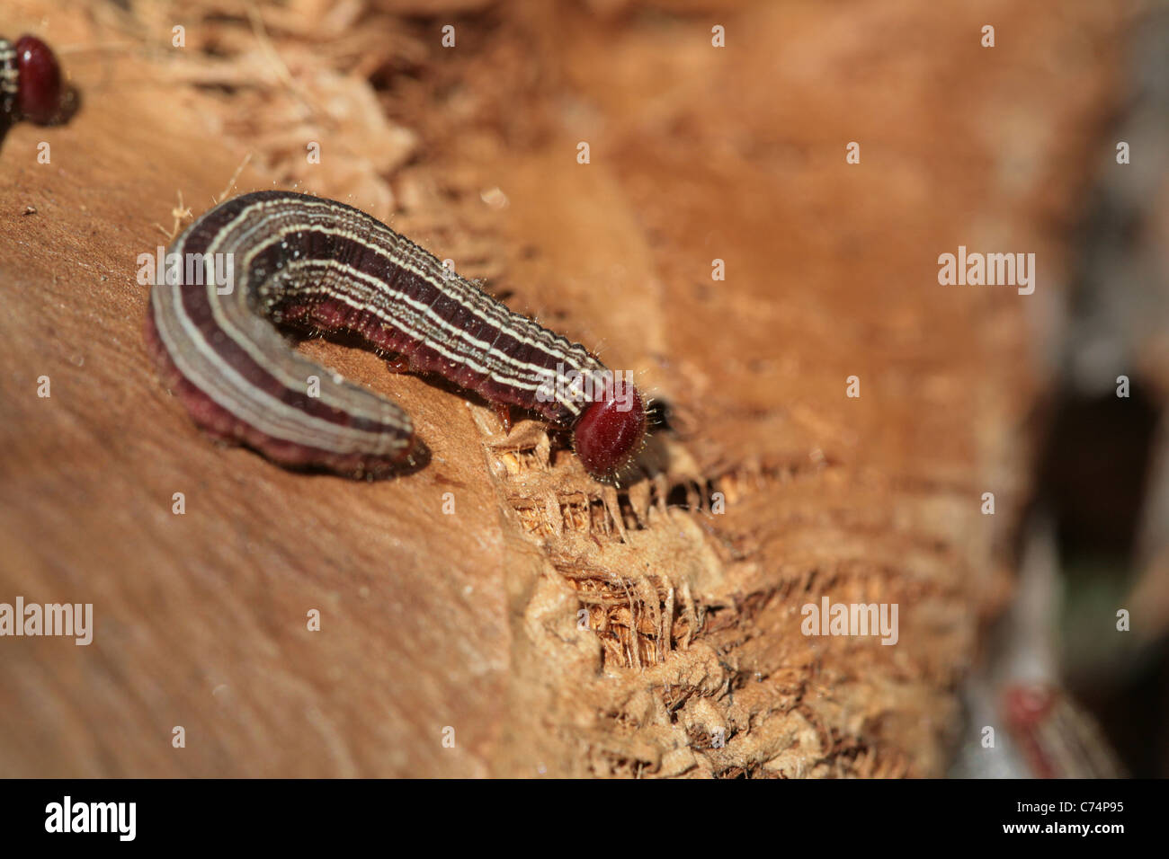 Larvae worms on a palm tree branch Stock Photo - Alamy