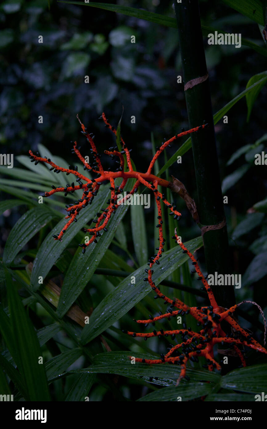 Tepejilote hi-res stock photography and images - Alamy