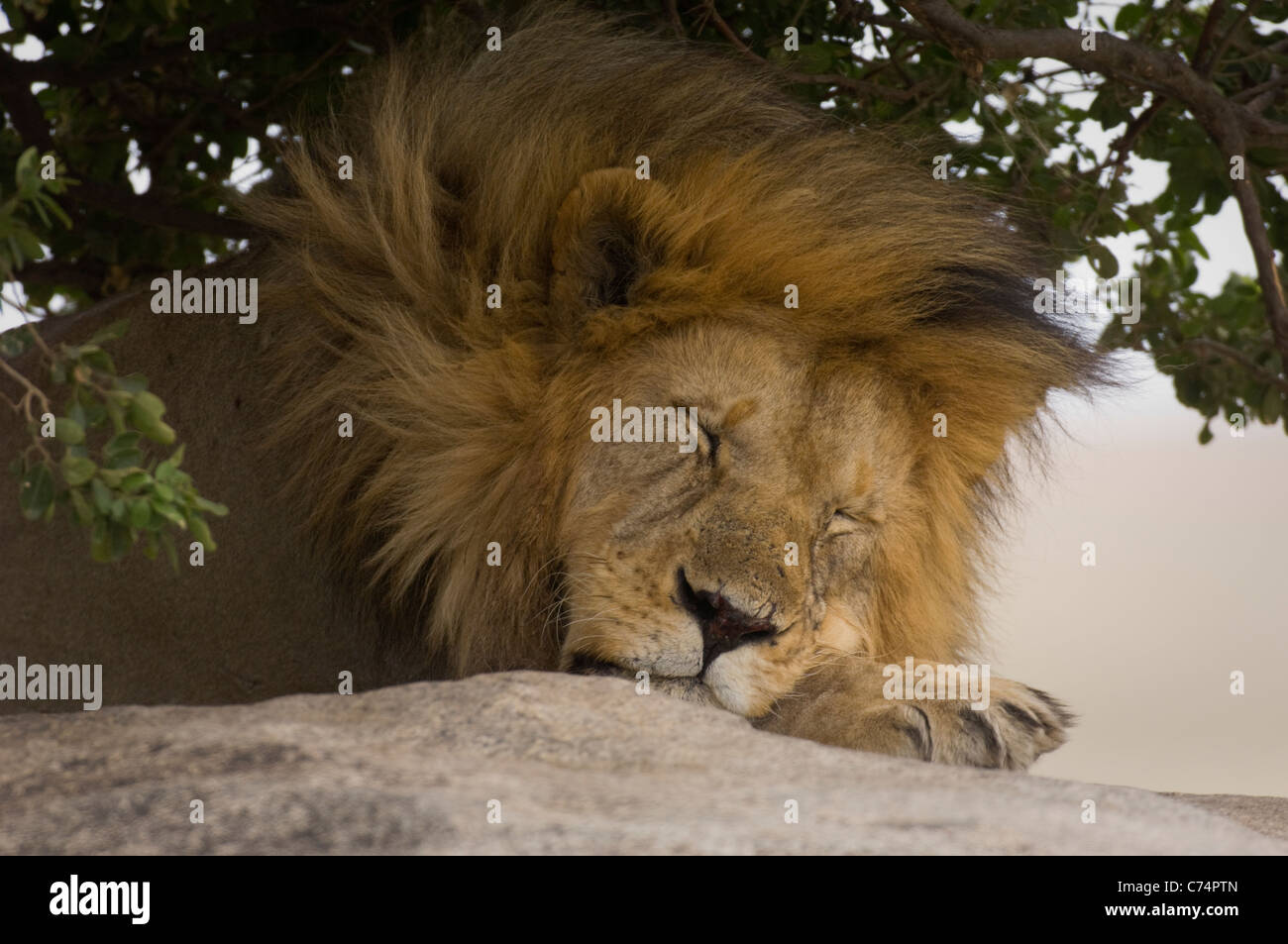 Lion under tree hi-res stock photography and images - Alamy