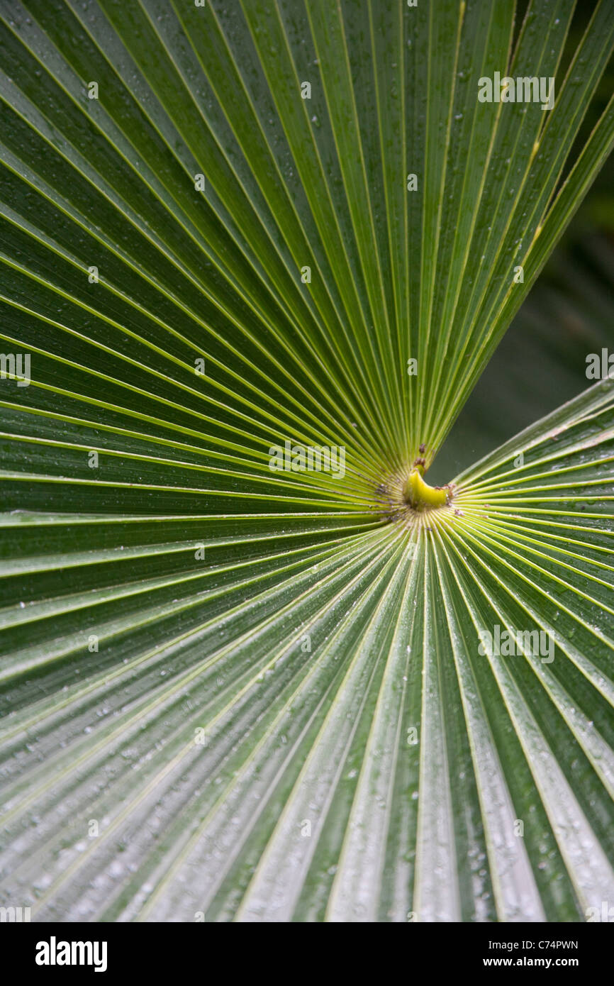Close up of the leaves of the Coccothrinax alta Silver thatch palm ...