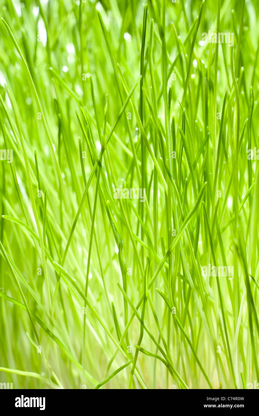 Green Blades of Grass Close Up Stock Photo - Alamy