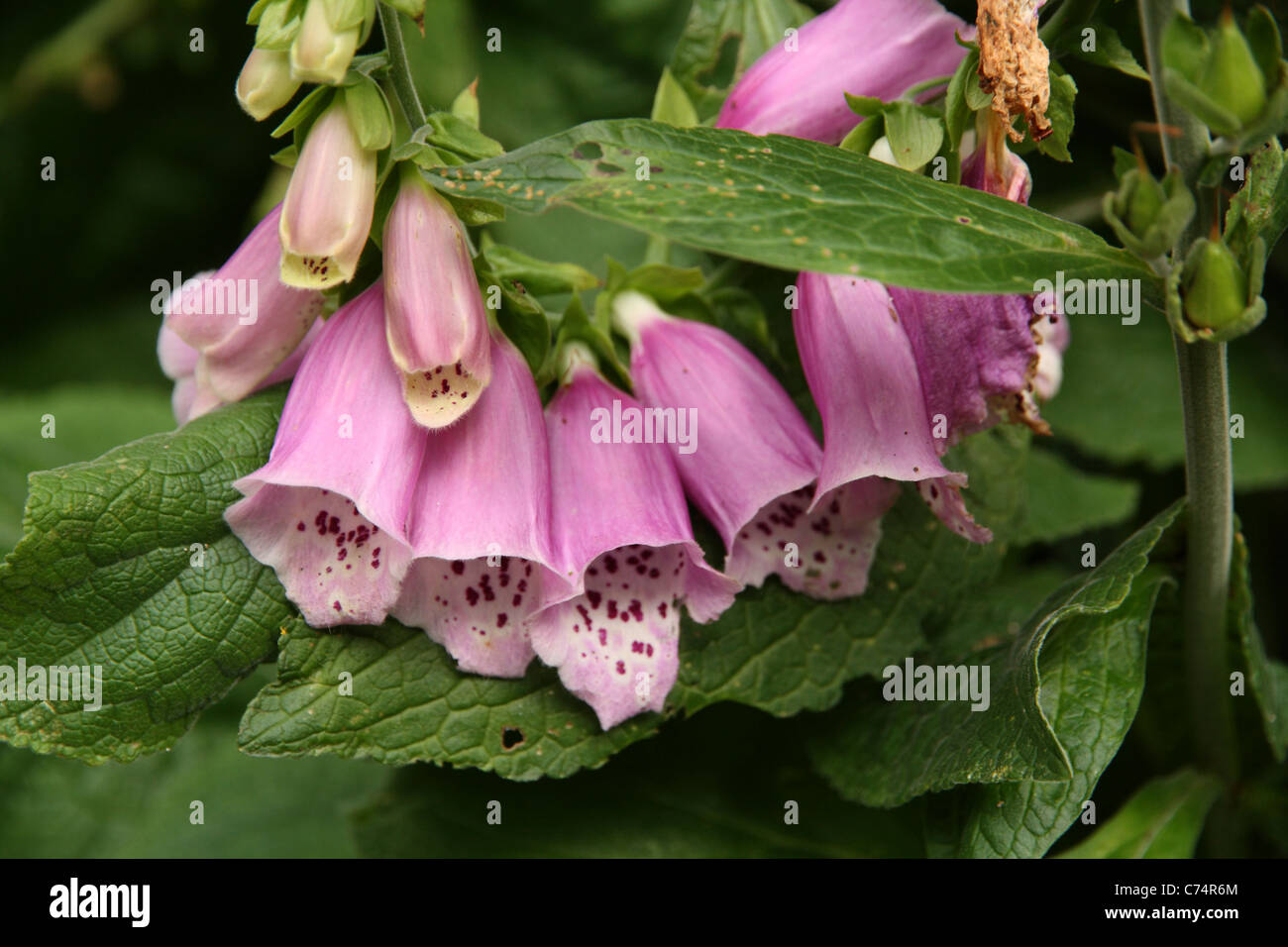 Foxglove Uk Garden Stock Photos & Foxglove Uk Garden Stock Images - Alamy