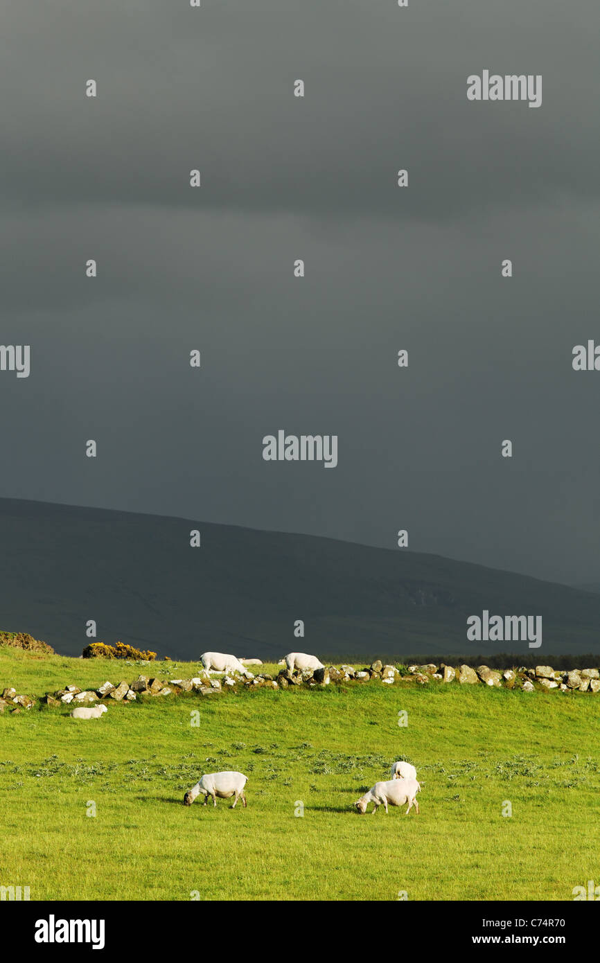 Sheep grazing in pasture under stormy skies, Ireland Stock Photo - Alamy