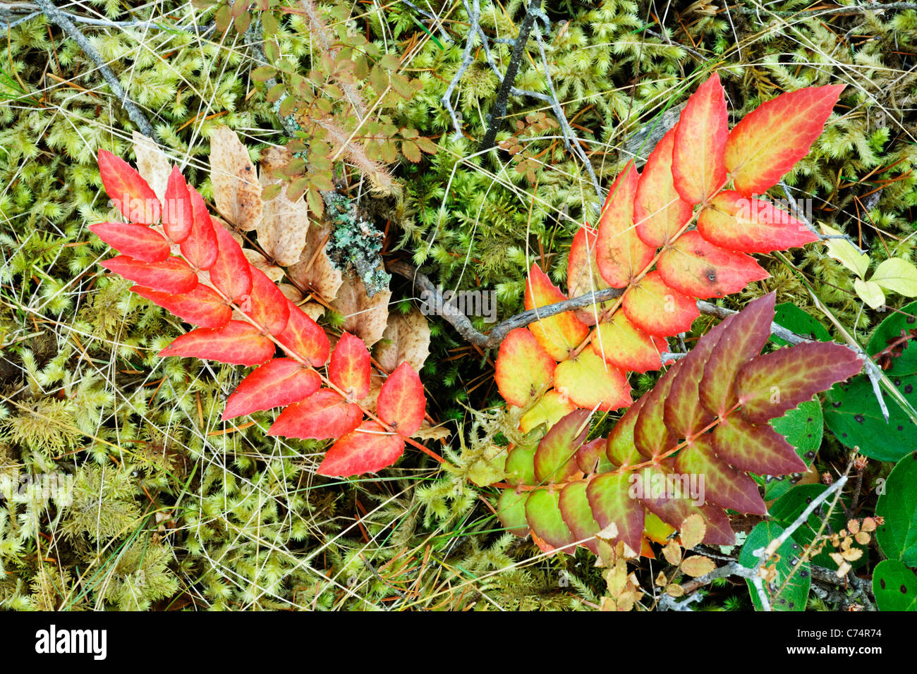 Autumn ground cover, Moran State Park, Orcas Island, Washington, USA ...