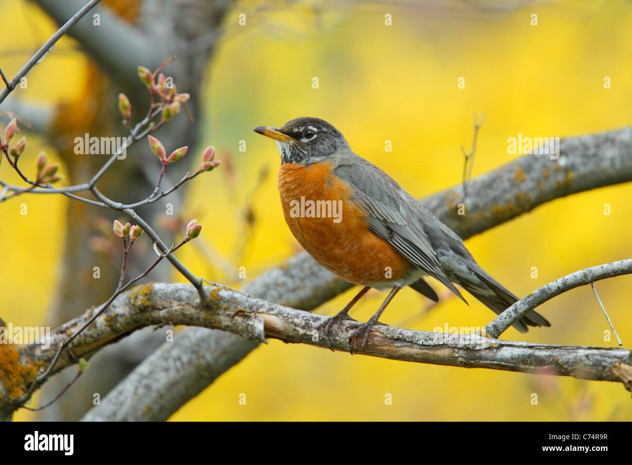 Male adult american robin hi-res stock photography and images - Alamy