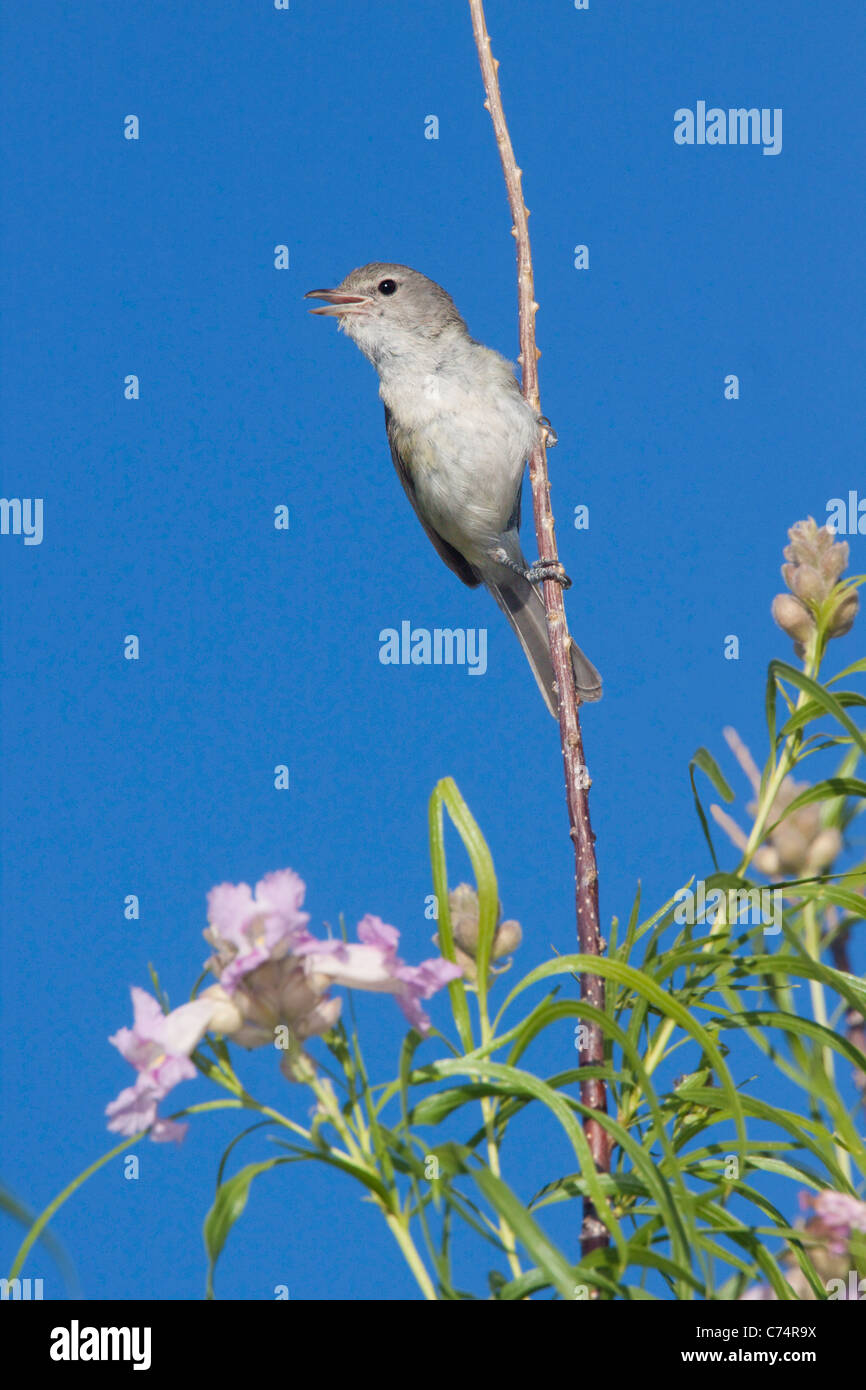 Bell's Vireo Vireo bellii Catalina State Park, Tucson, Arizona, United ...