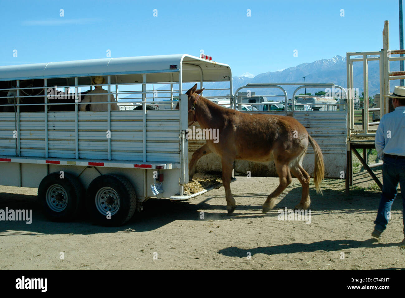USA, California, Bishop 37th Mule Days, loading the mule into a ...