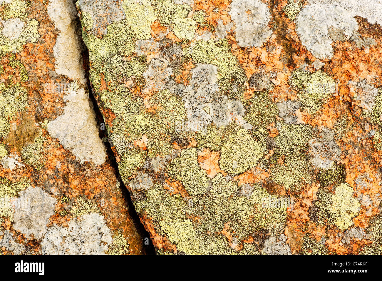 Lichen growing on broken granite rock, Mount Desert Island, Acadia ...
