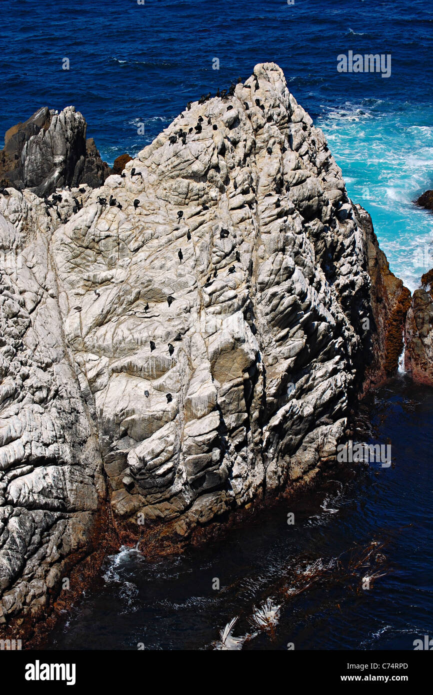 Cormorants, Point Lobos State Preserve, California, USA Stock Photo - Alamy