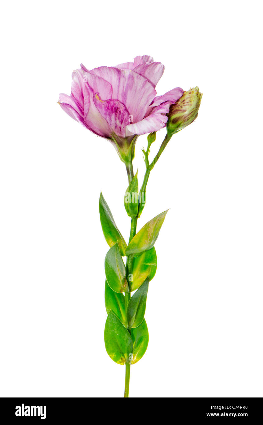 Side view of beautiful pink flower isolated on white Stock Photo - Alamy