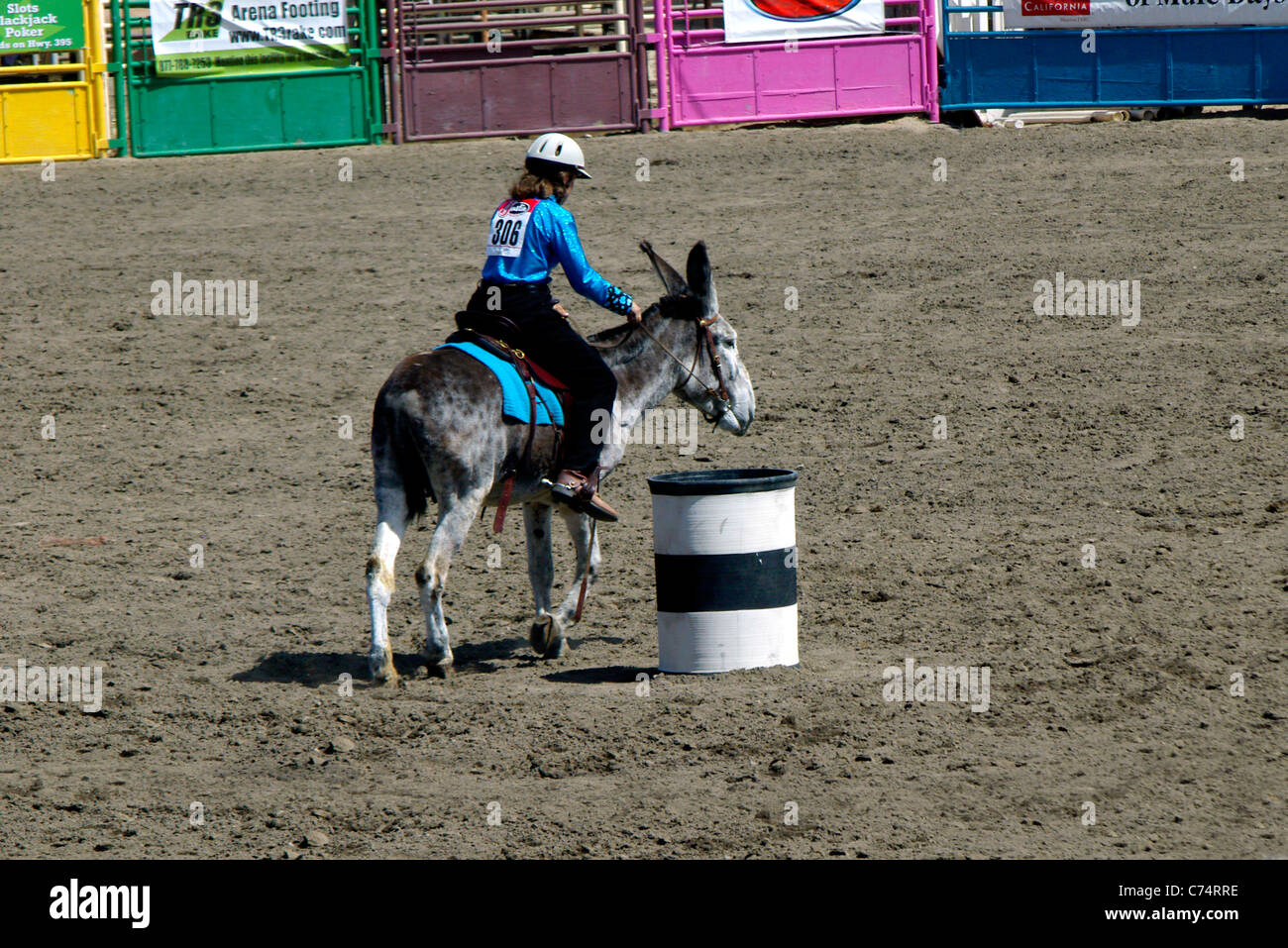 Mules donkey barrel race cowgirl hi-res stock photography and images ...