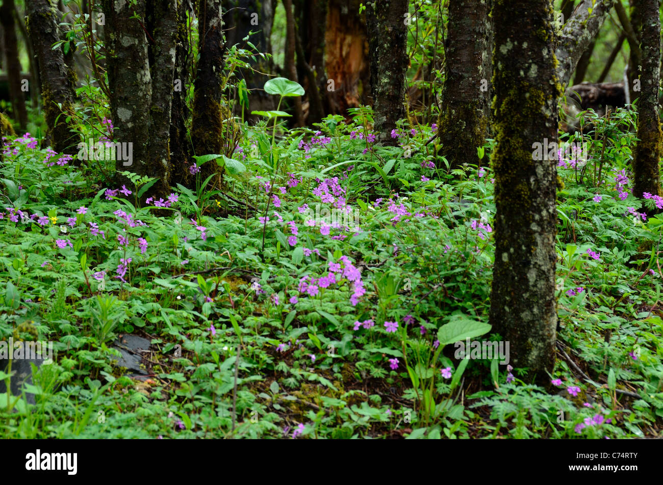 Wild flowers in forest floor in Sigunian Shan Nature Reserve. Sichuan ...