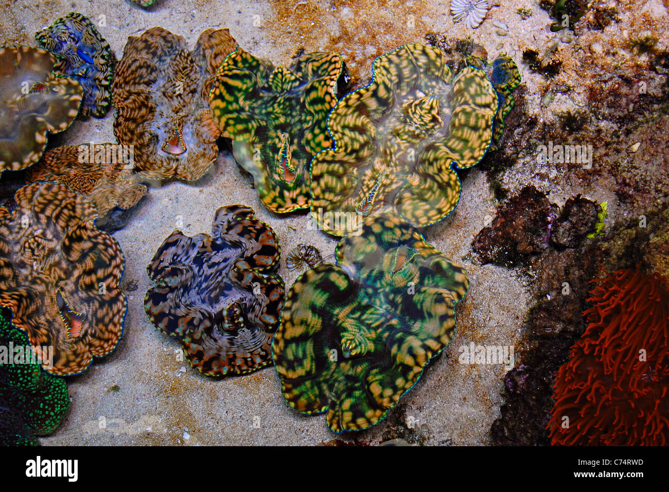 Giant Clams, Academy of Sciences, Golden Gate Park, San Francisco ...