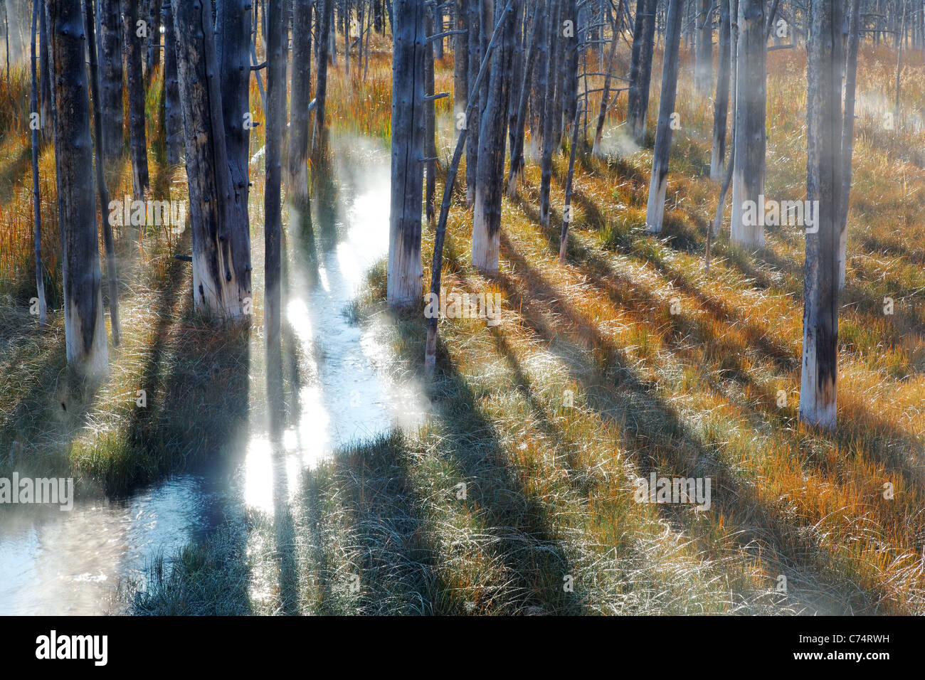 Thermal spring flowing through a misty meadow and dead trees in autumn ...