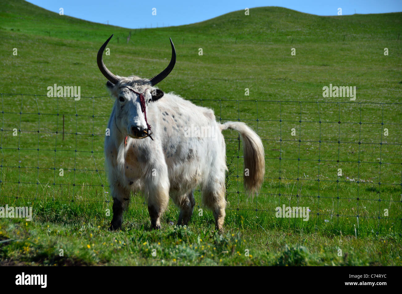 White yak hair hi-res stock photography and images - Alamy
