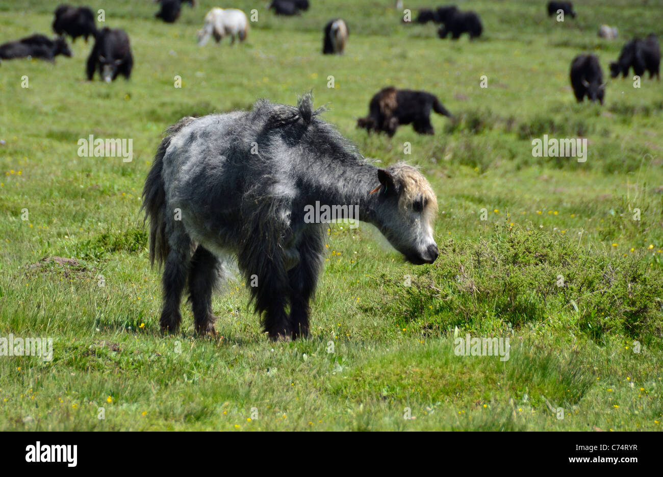 A Tibetan yak calf grazing with the herd. Sichuan, China Stock Photo ...