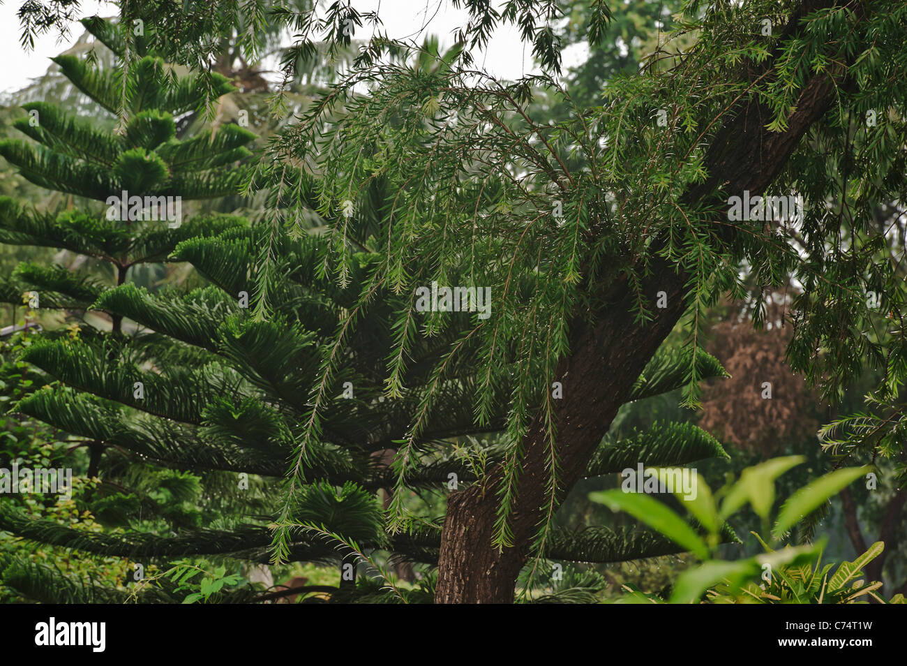 Mr frond hi-res stock photography and images - Alamy