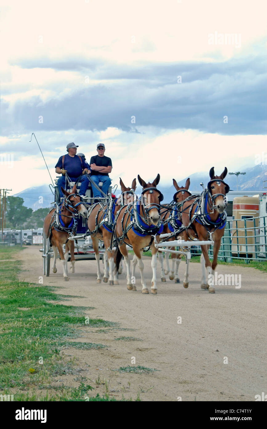 USA, California, Bishop 37th Mule Days, Exercising the team, Joe Trueva ...