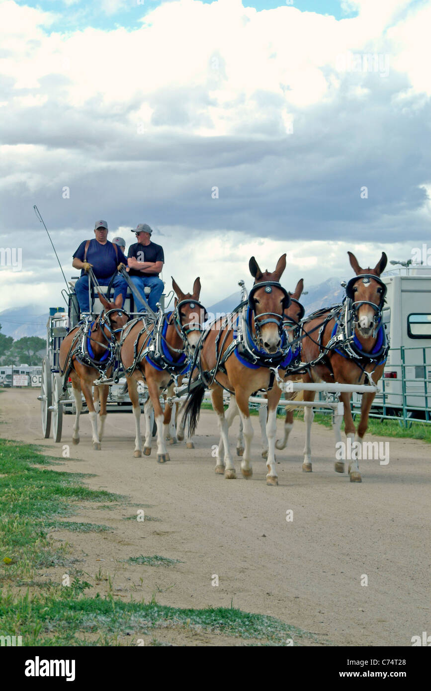 USA, California, Bishop 37th Mule Days, Exercising the team, Joe Trueva ...