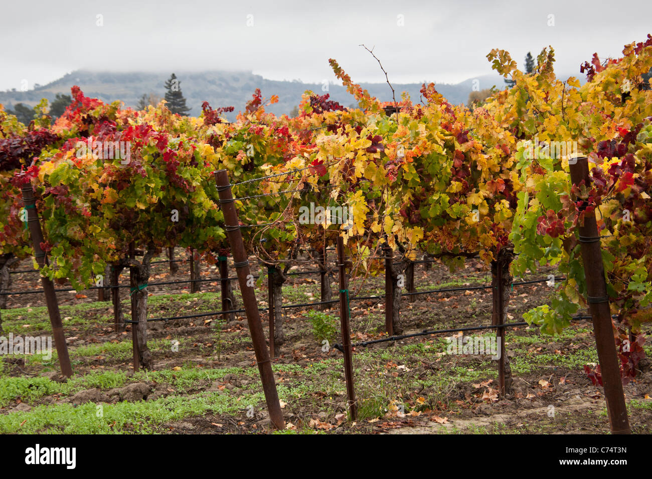 With fog-shrouded hills in the distance, grape vines in California's ...